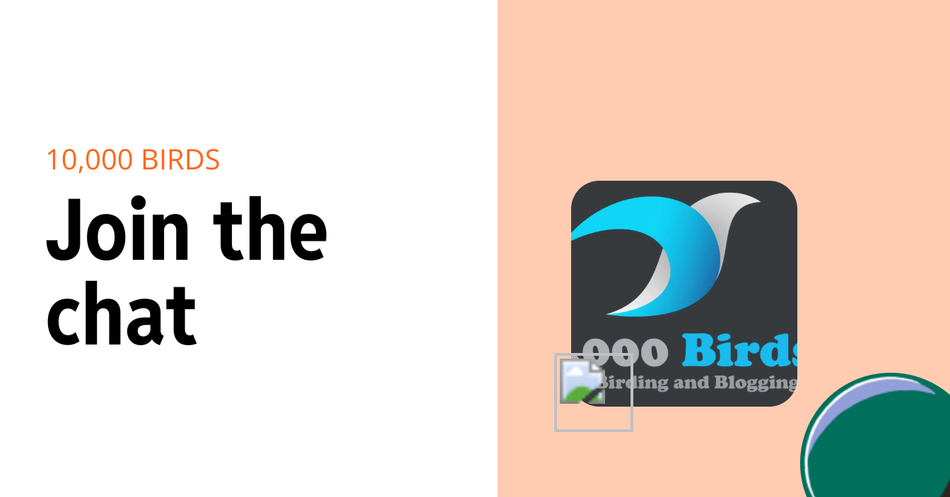 10,000 Birds chat